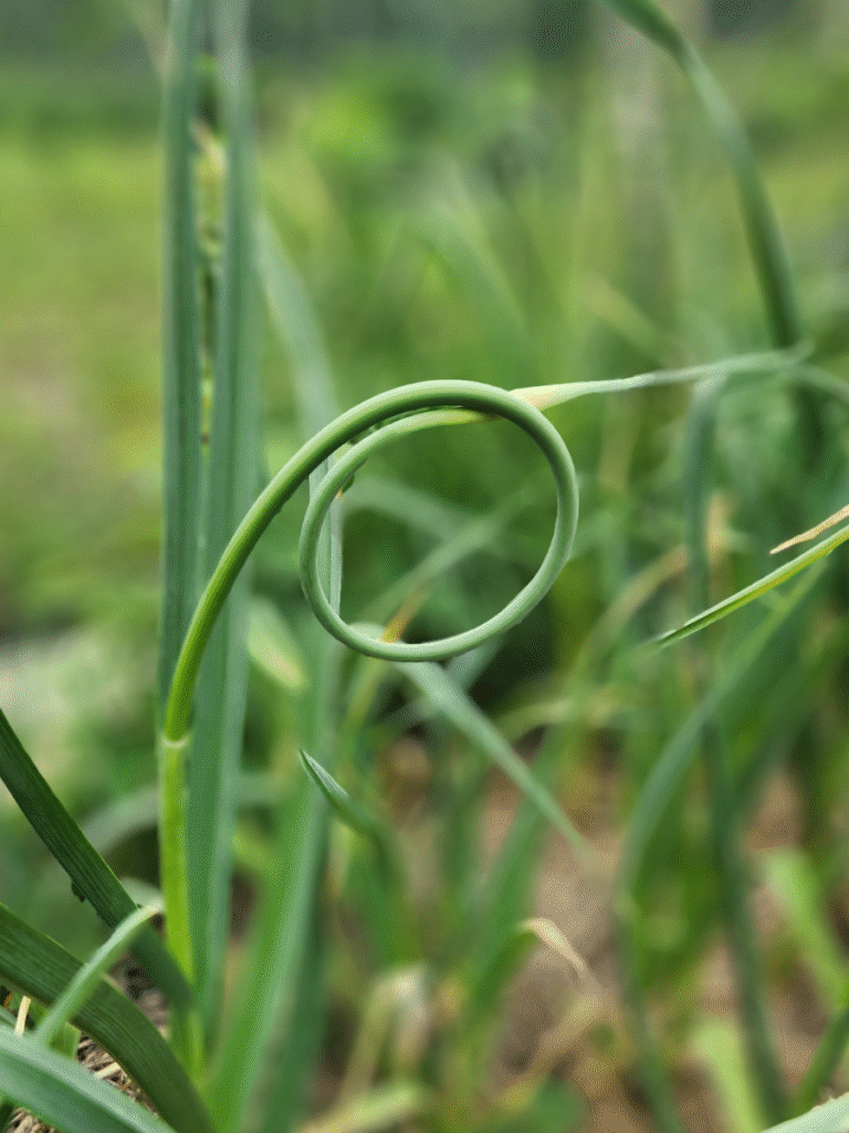When & How to Harvest Garlic Scapes - The Fresh Milled Farmhouse